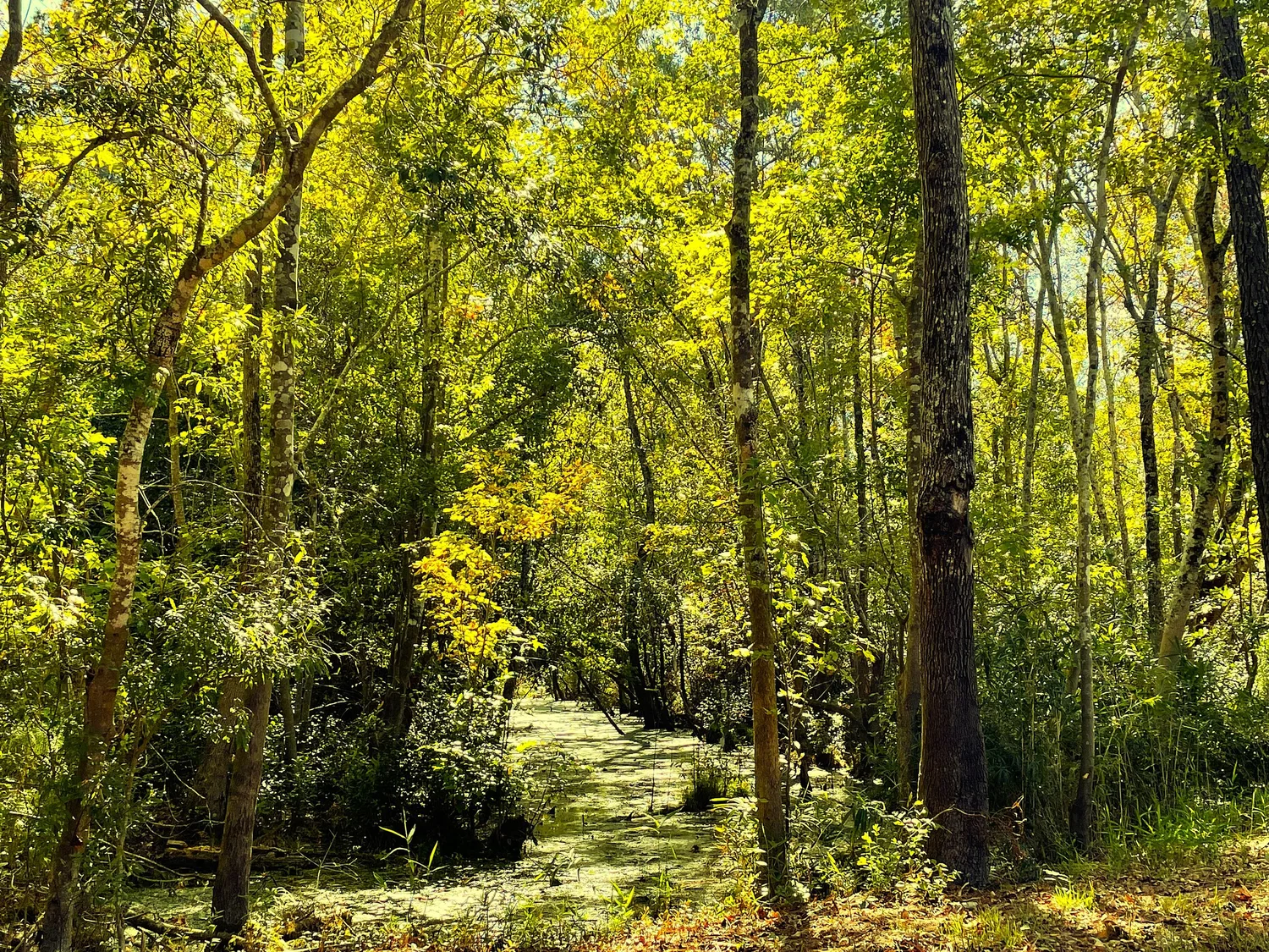 Protecting our last, large expanse of old growth forest