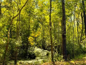 Protecting our last, large expanse of old growth forest