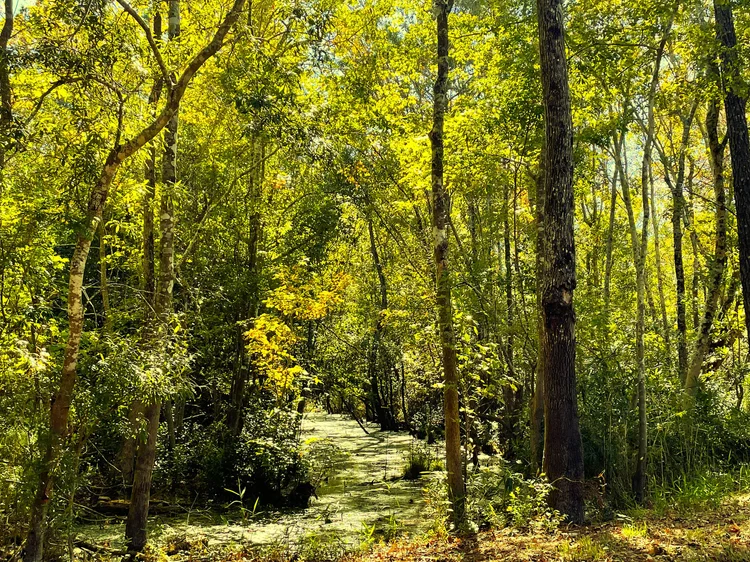 Protecting our last, large expanse of old growth forest