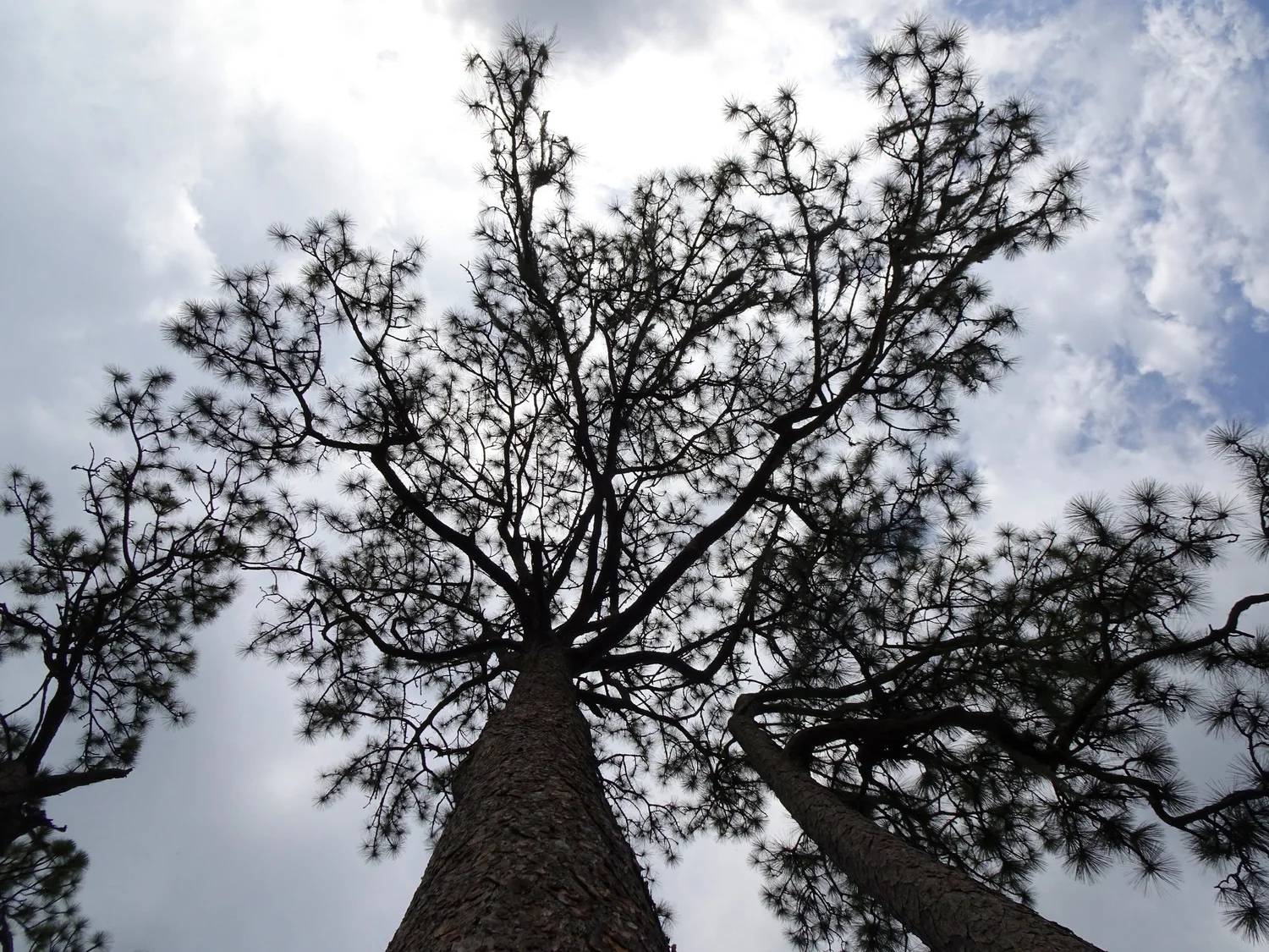 Protecting our last, large expanse of old growth forest