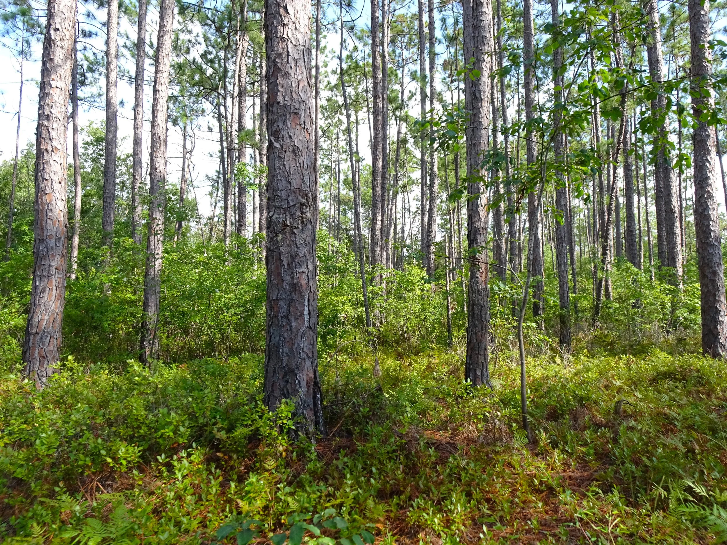 Protecting our last, large expanse of old growth forest