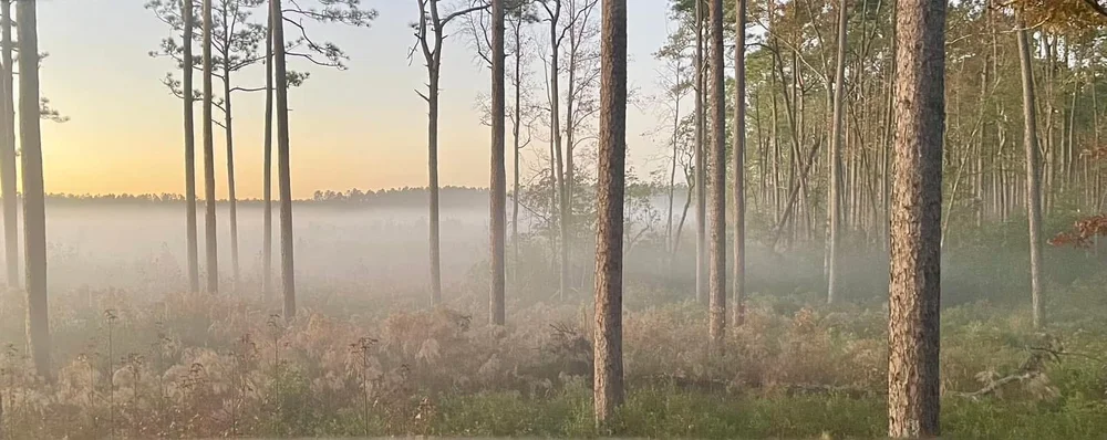 Protecting our last, large expanse of old growth forest