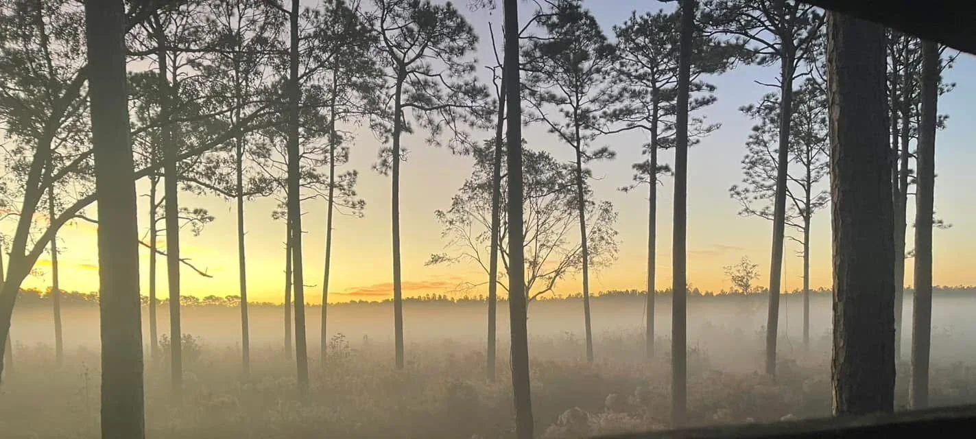 Protecting our last, large expanse of old growth forest