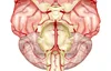The Circle of Willis – What You Need to Know — Proactive Health Labs