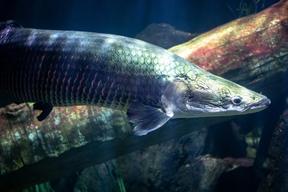 Characteristics of Arapaima fish — Agribisnis Info