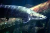 Characteristics of Arapaima fish — Agribisnis Info