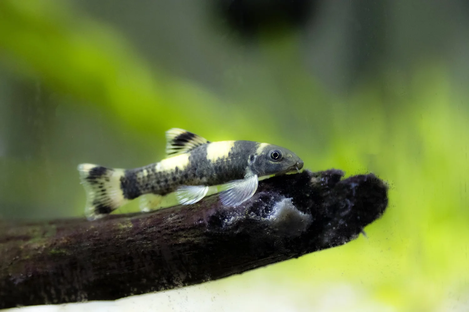 Panda garra freshwater fish — Agribisnis Info