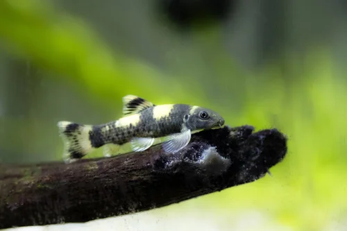 Panda garra freshwater fish — Agribisnis Info