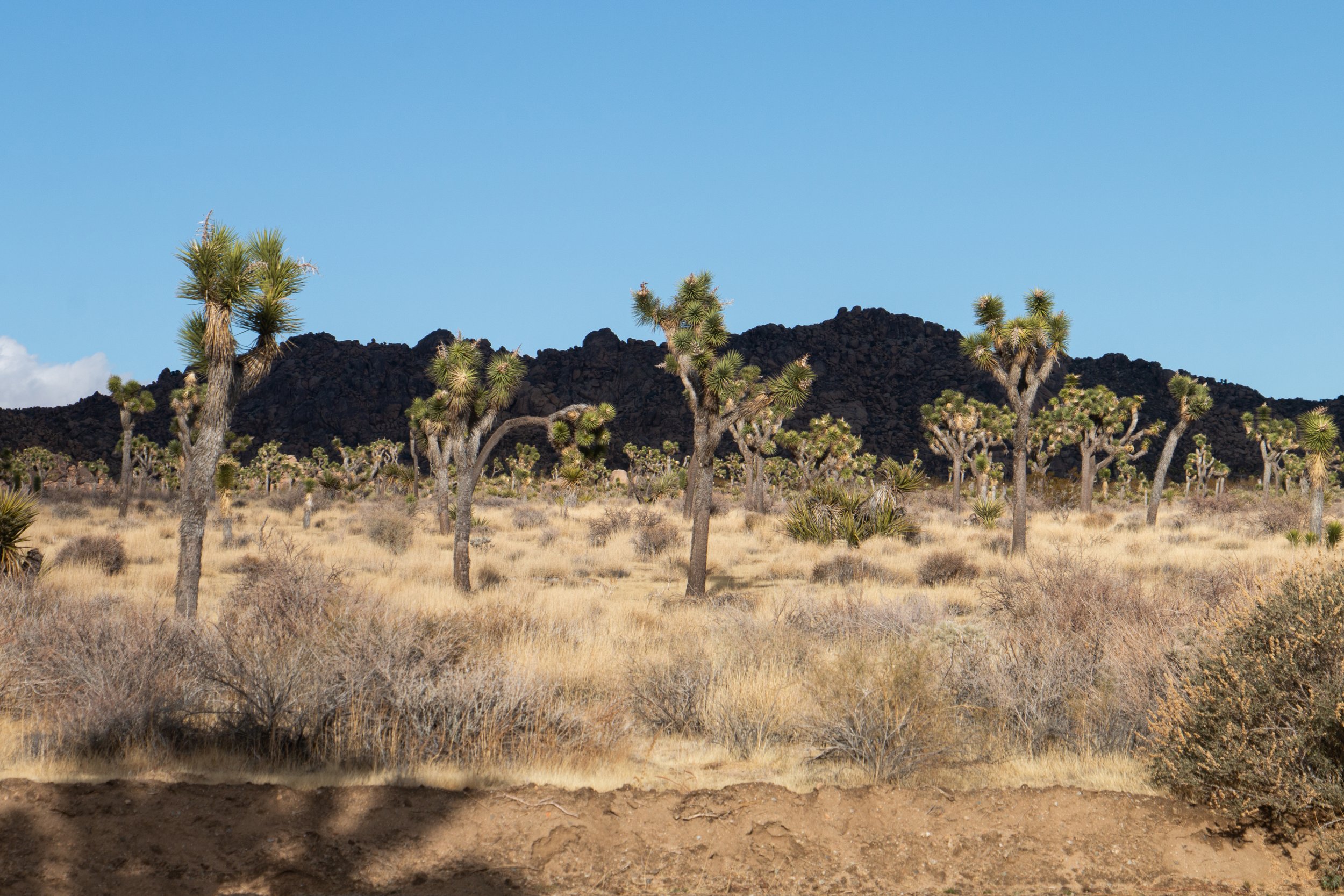 In Joshua Tree | Your Local Guide to Joshua Tree National Park