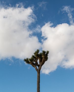 Joshua Trees | In Joshua Tree