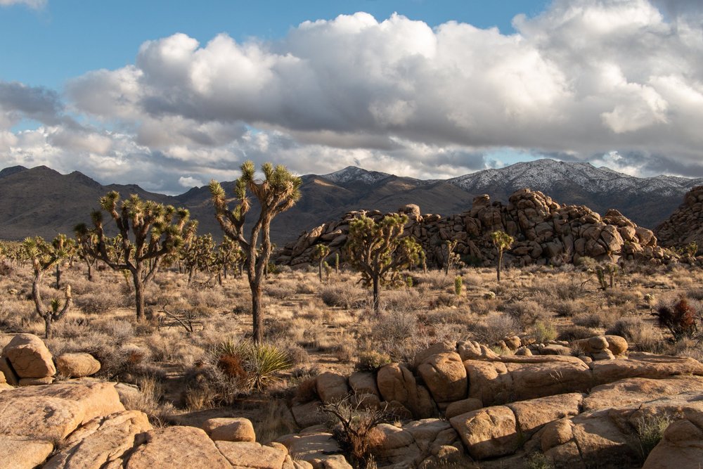 Joshua Trees | In Joshua Tree