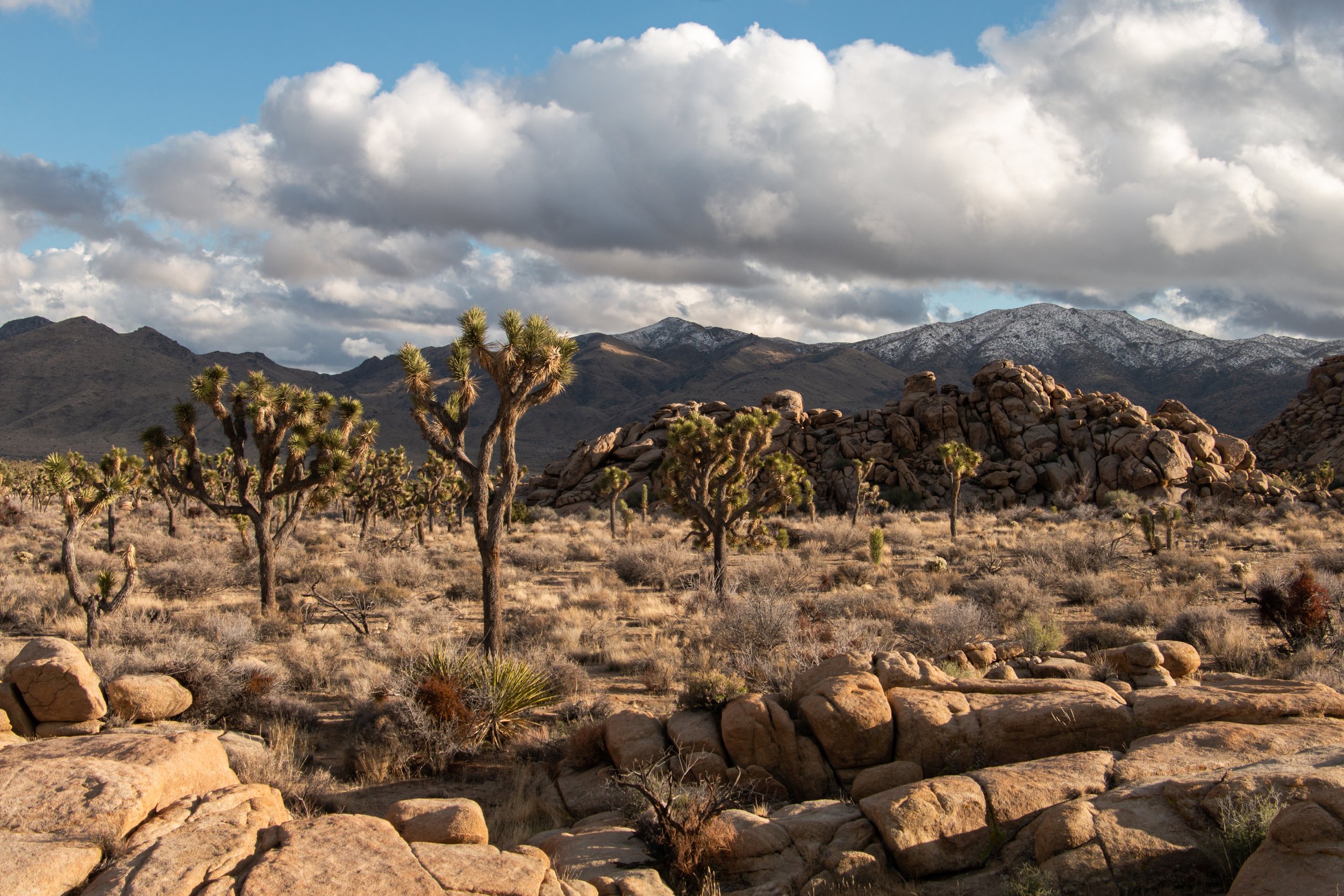 Joshua Trees | In Joshua Tree