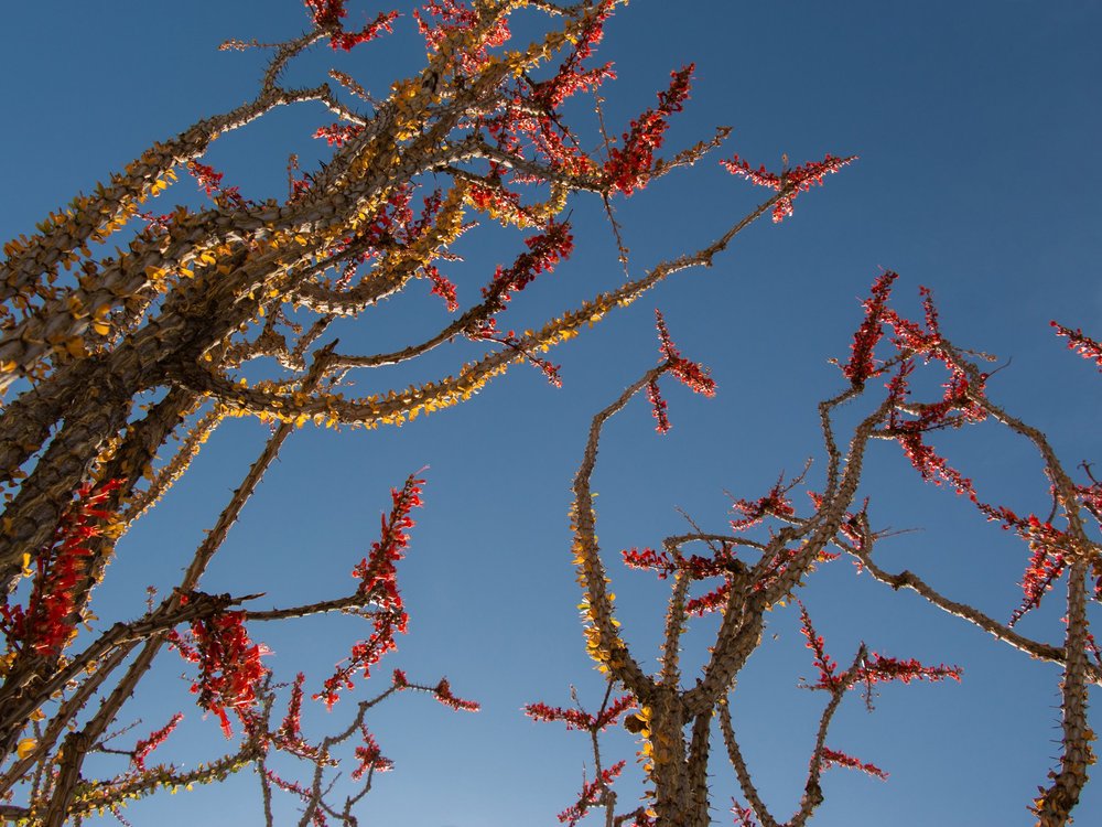 In Joshua Tree | Your Local Guide to Joshua Tree National Park