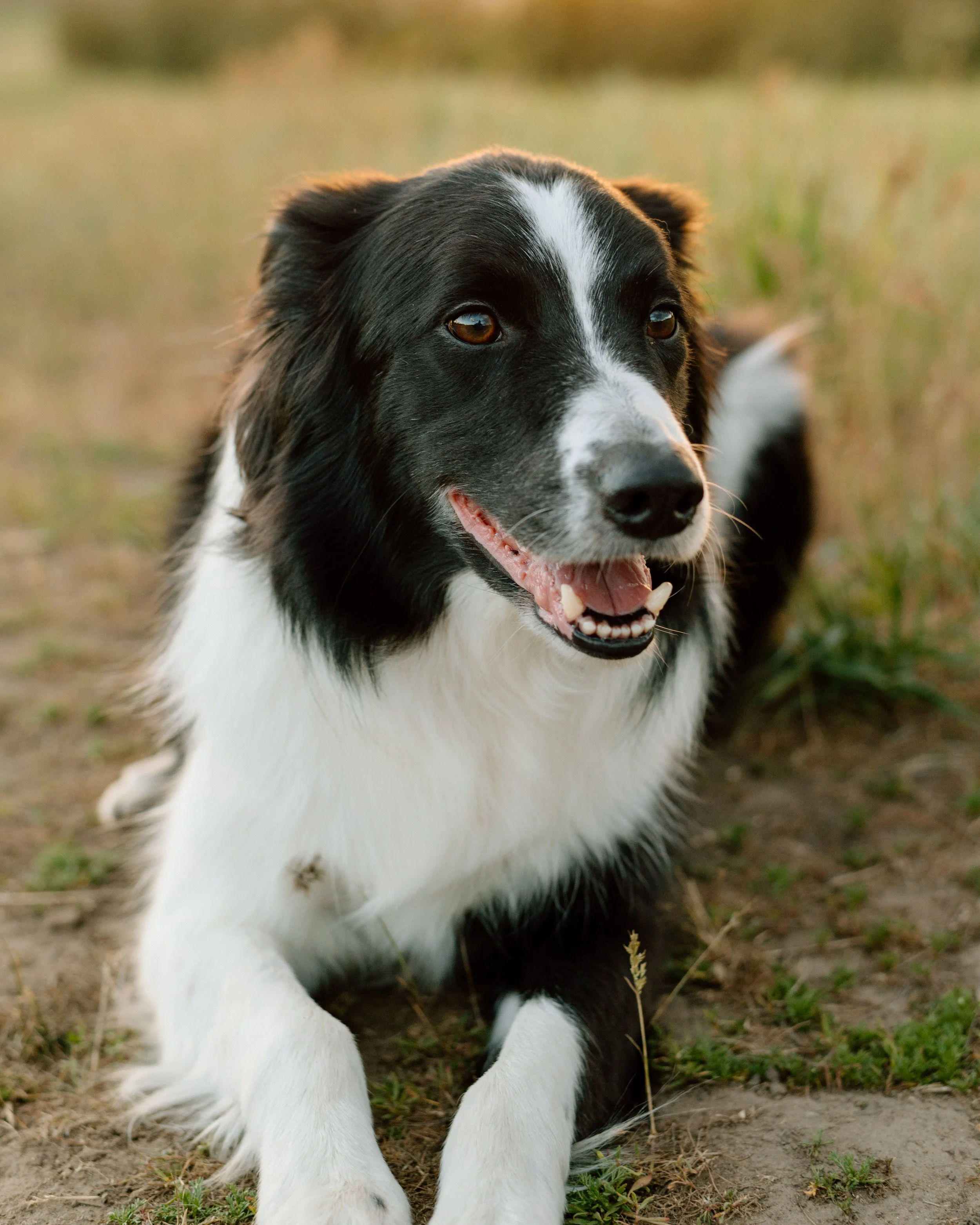 ModernAve Pet Parlor (Copy)
