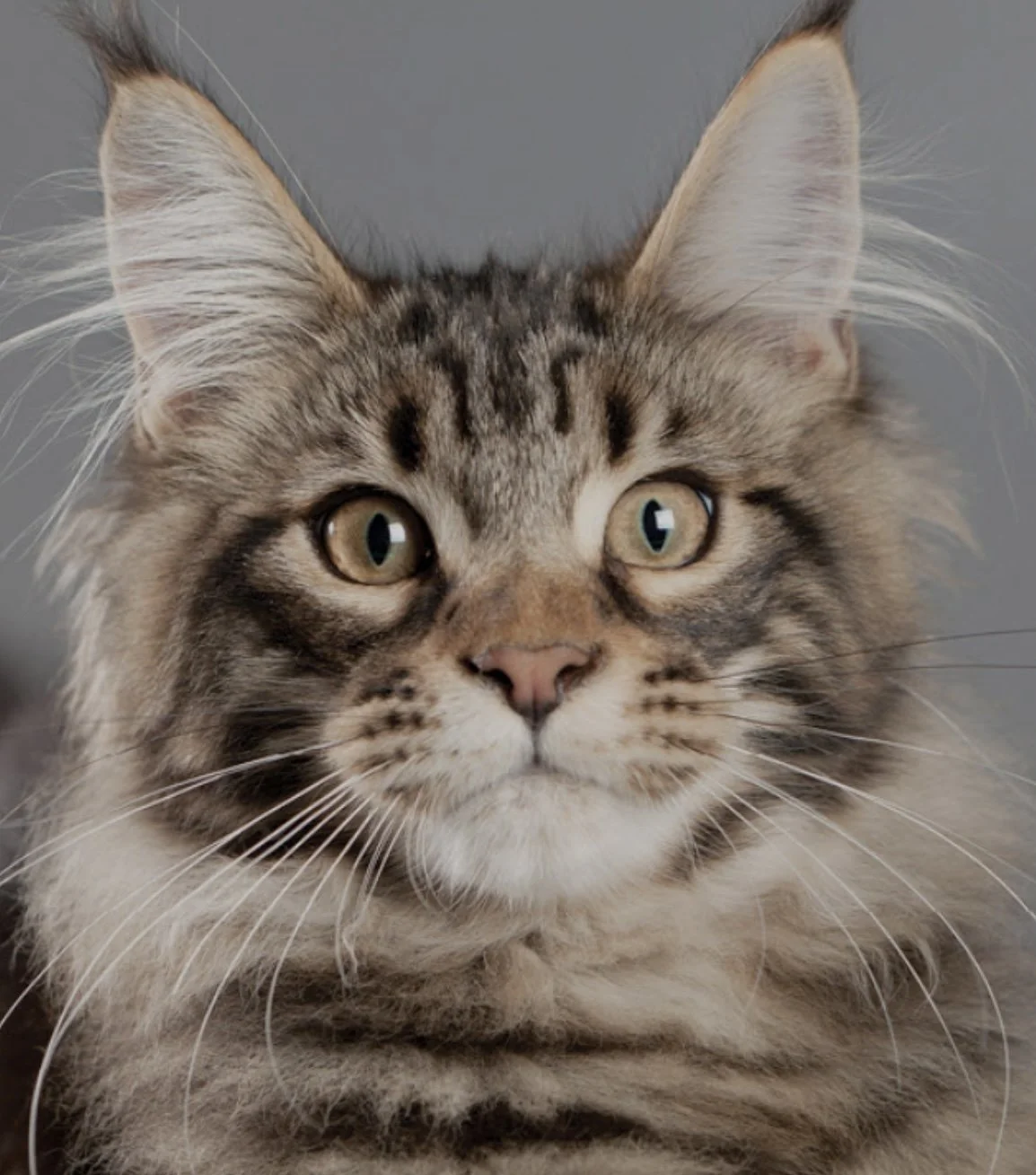 American vs. European Maine Coons: Understanding the Differences — Safe ...