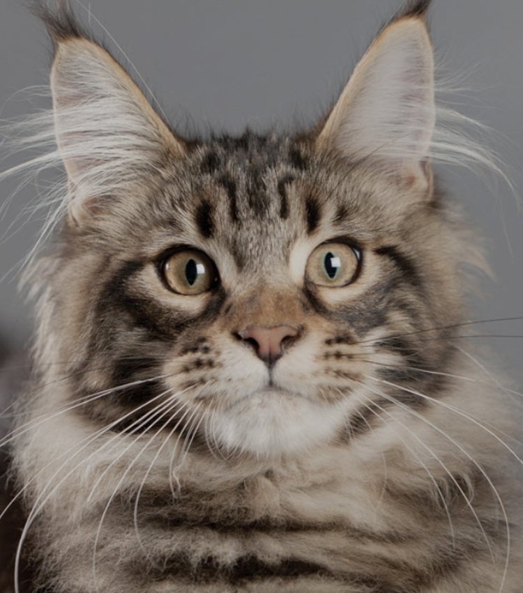 American vs. European Maine Coons: Understanding the Differences — Safe ...