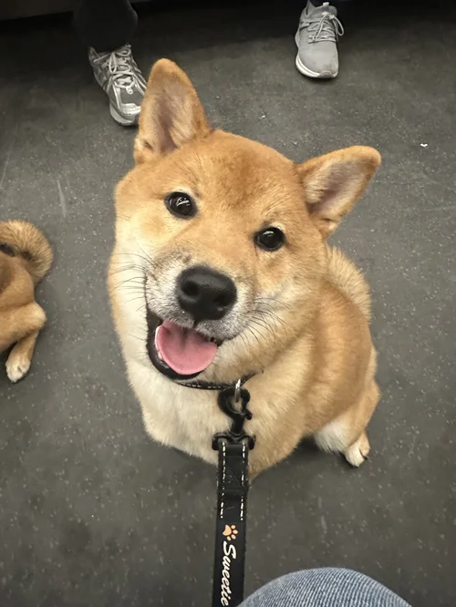 Shiba Inu cafe - Shiba Inus With Love