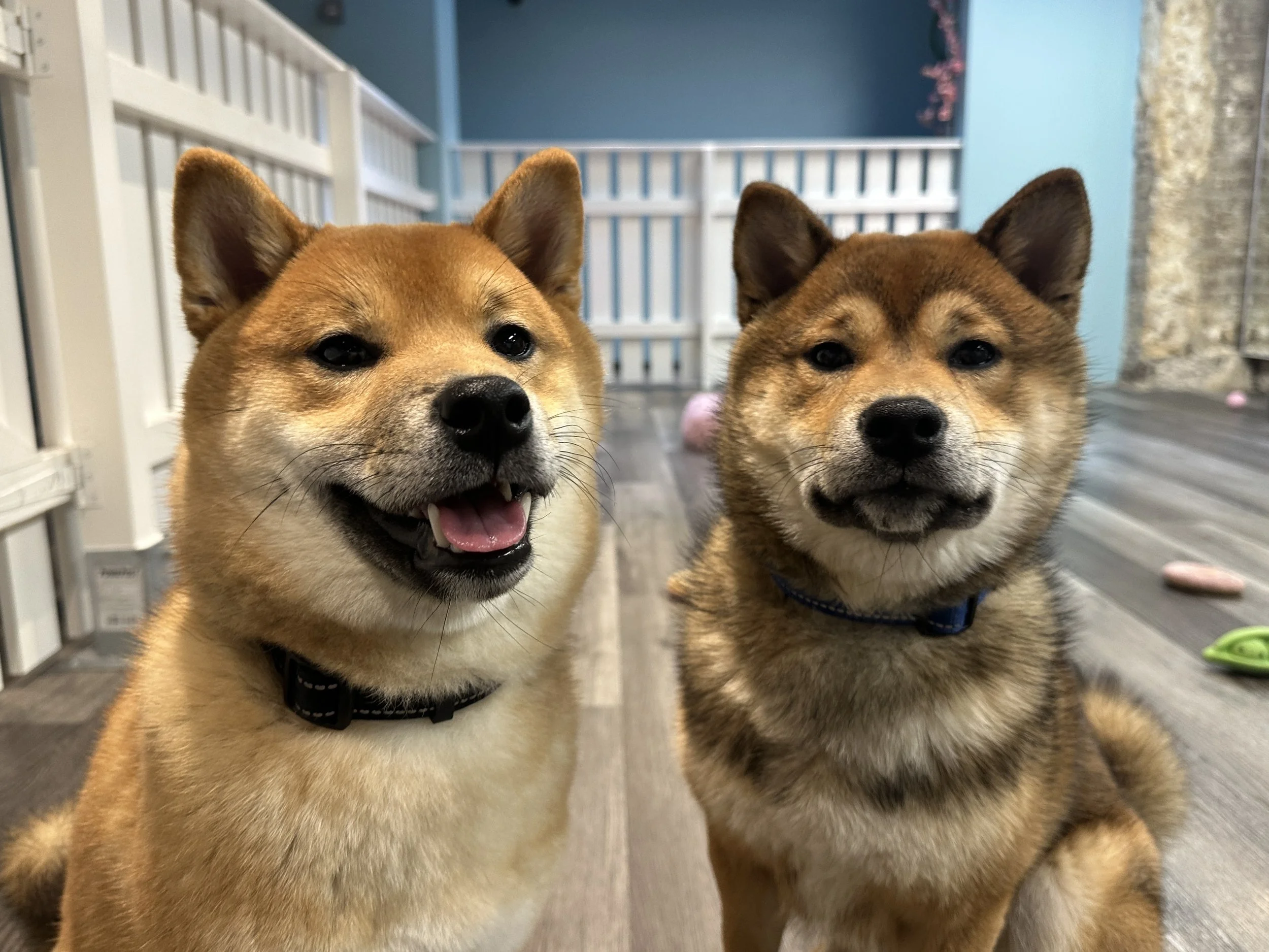 Shiba Inu cafe - Shiba Inus With Love