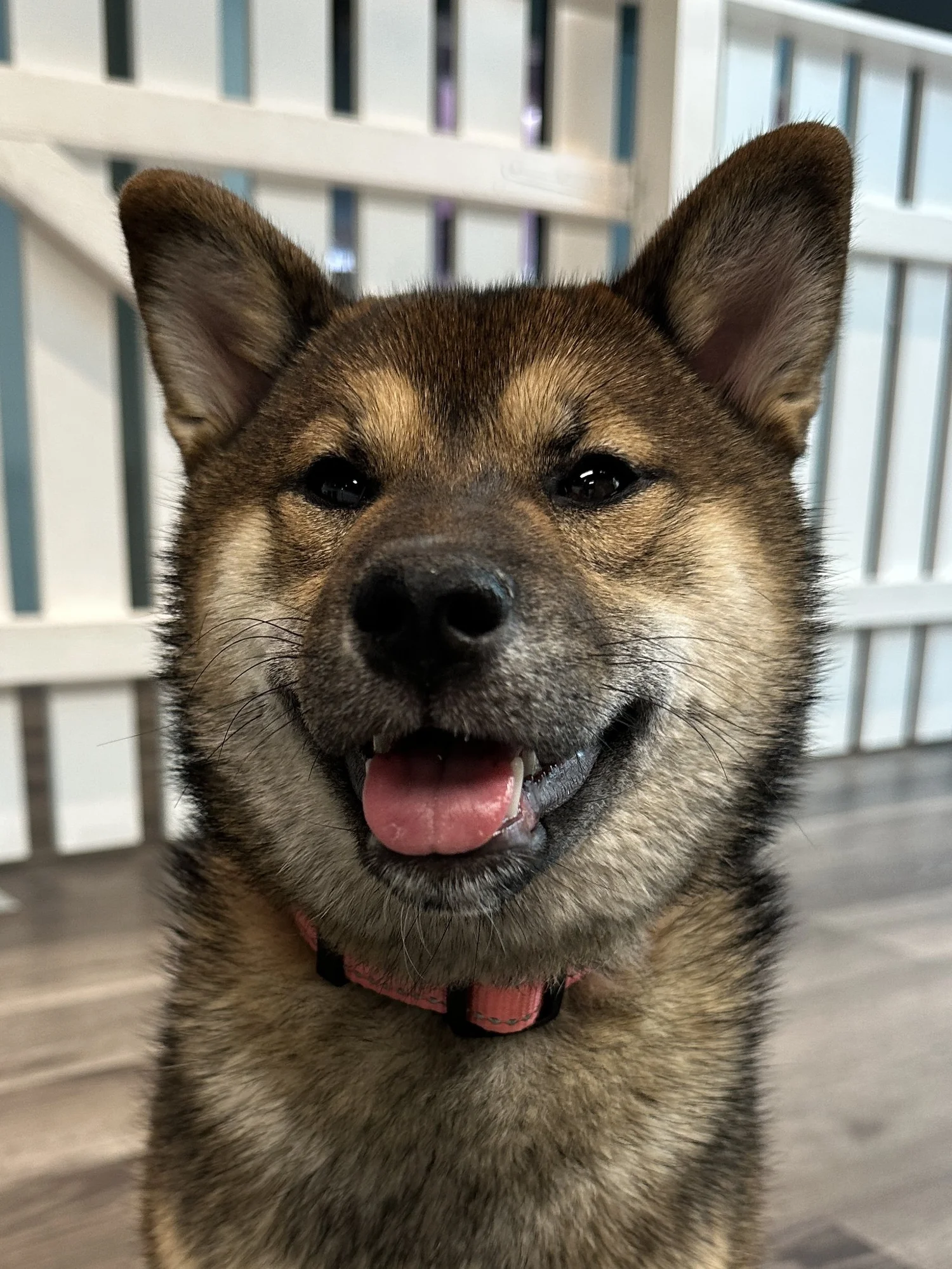 Shiba Inu cafe - Shiba Inus With Love