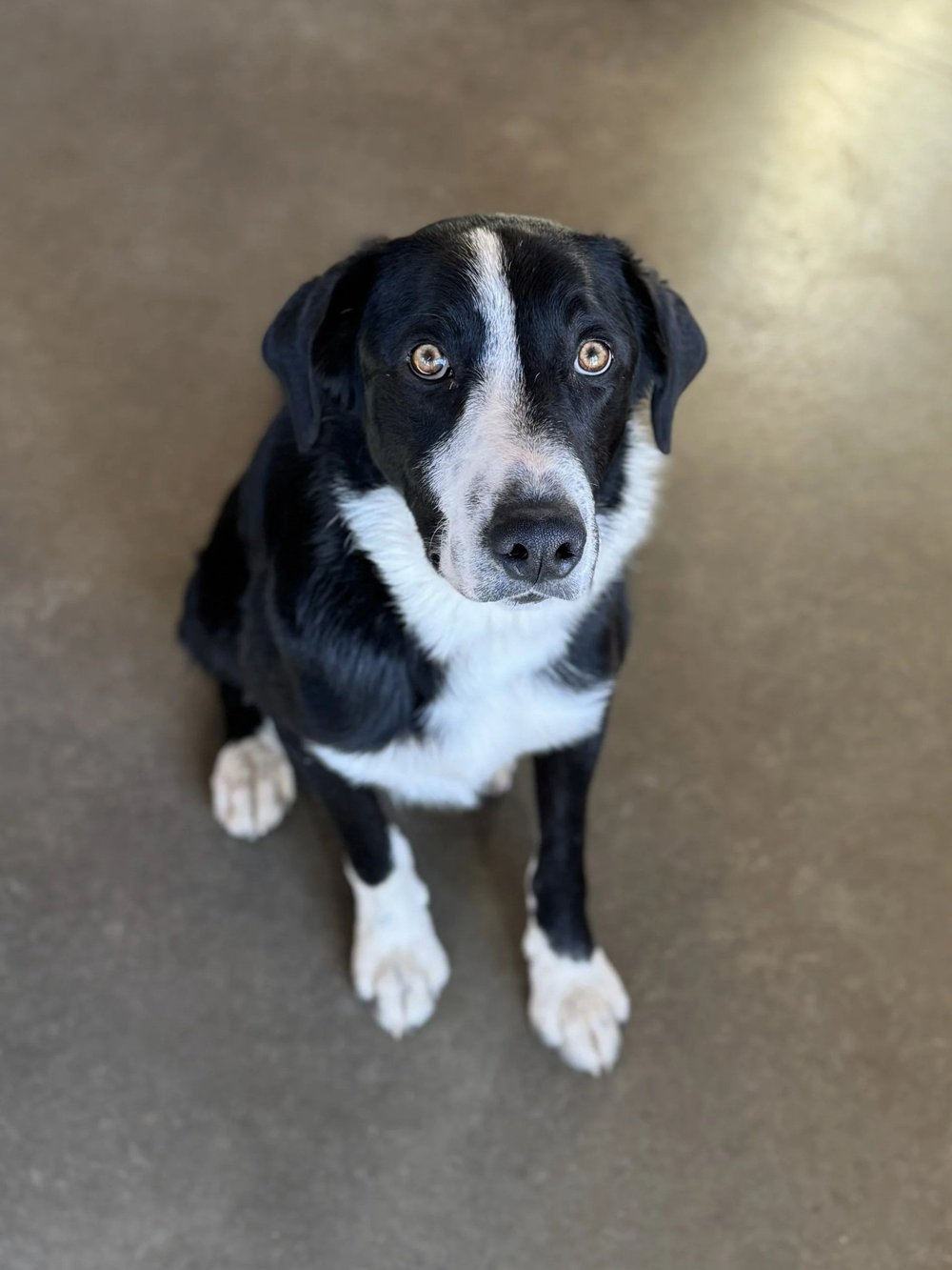 Adopt — Western Border Collie Rescue