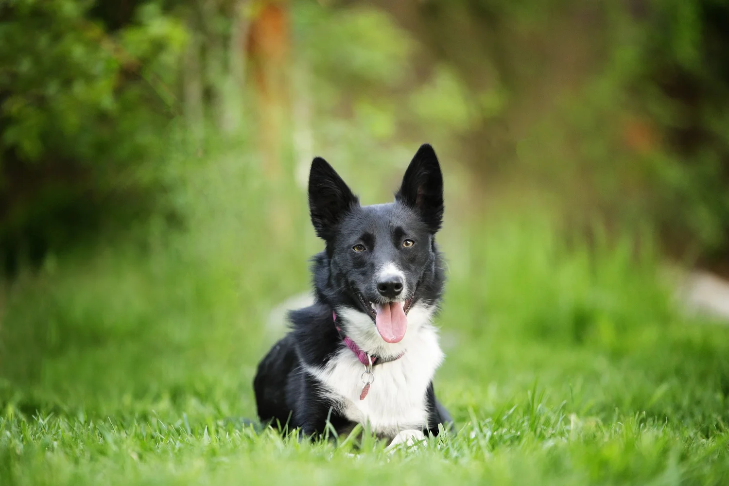 Western Border Collie Rescue