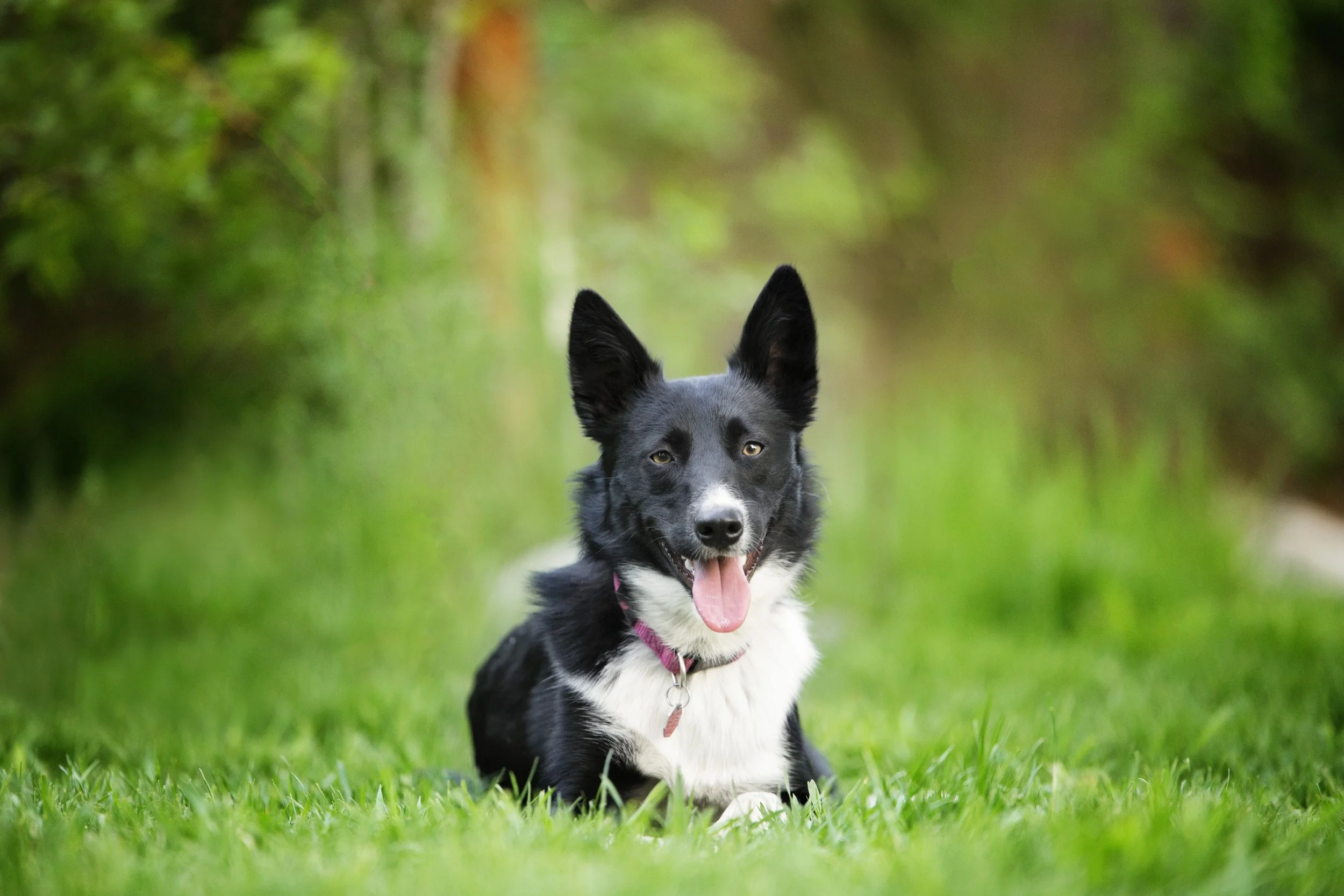 Western Border Collie Rescue
