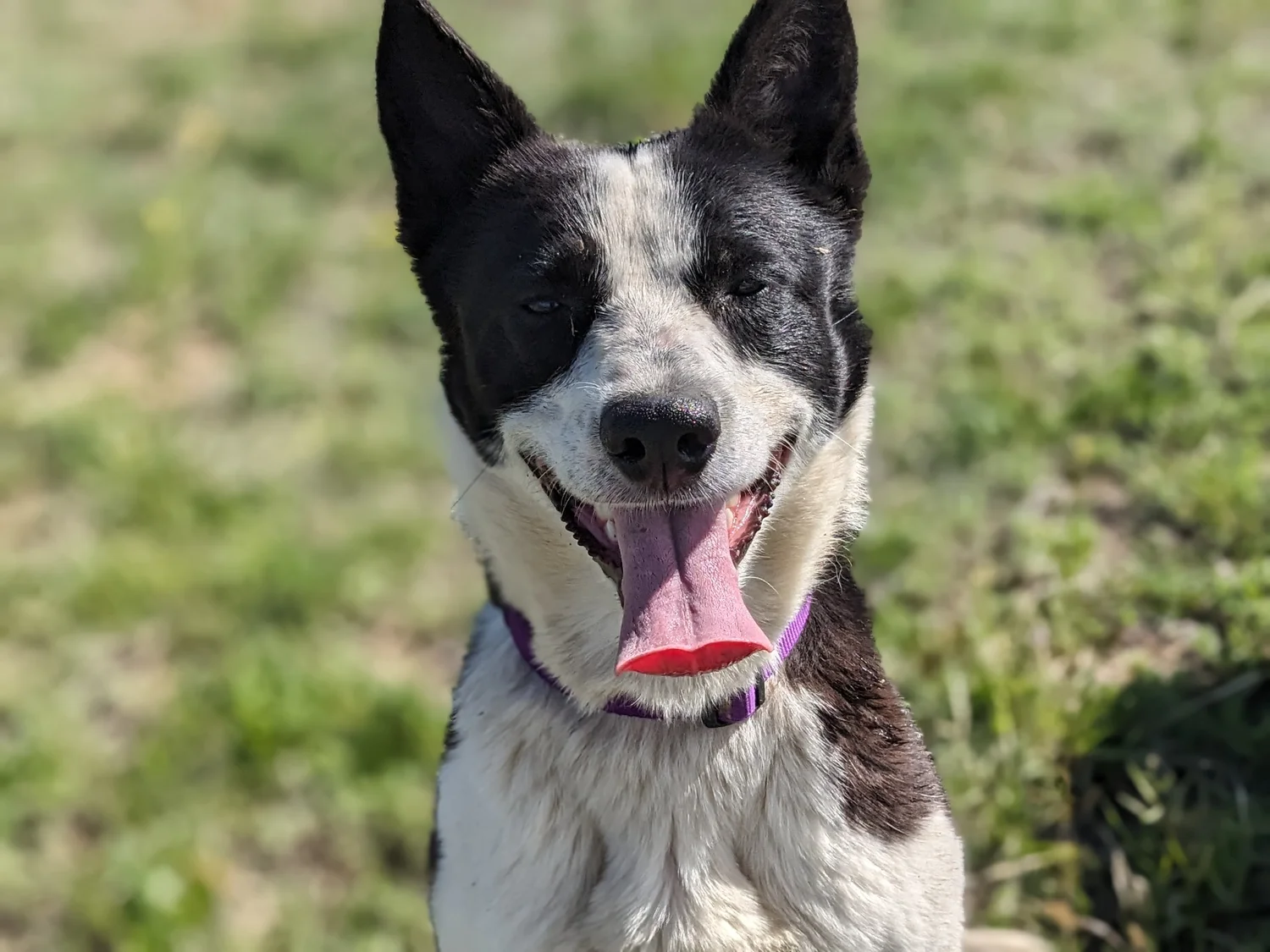 Adopt — Western Border Collie Rescue