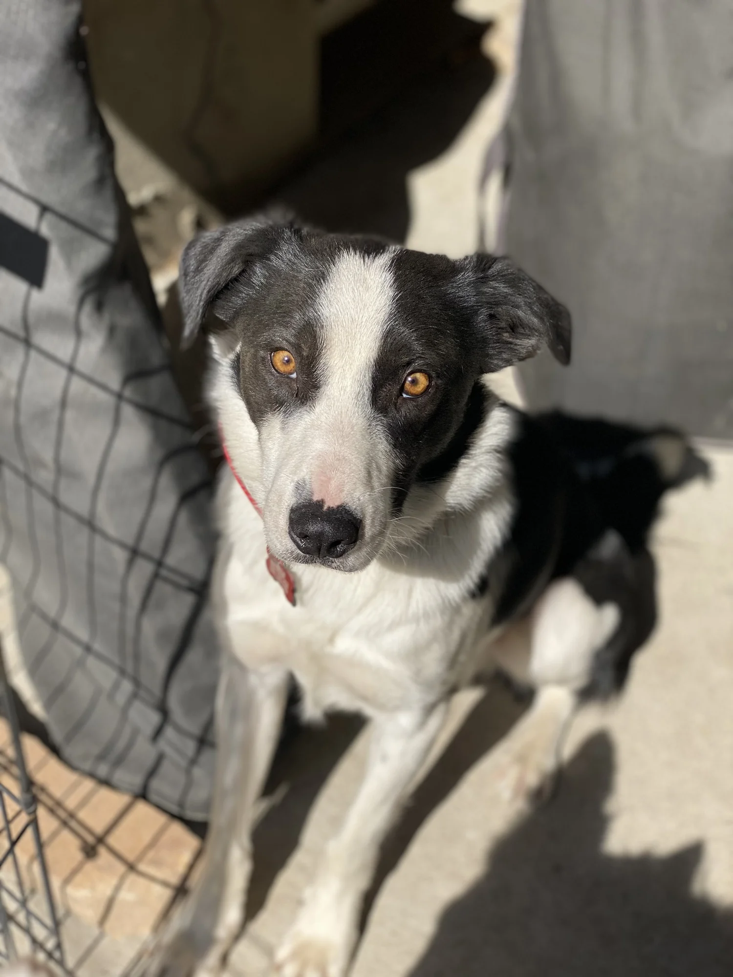 Adopt — Western Border Collie Rescue