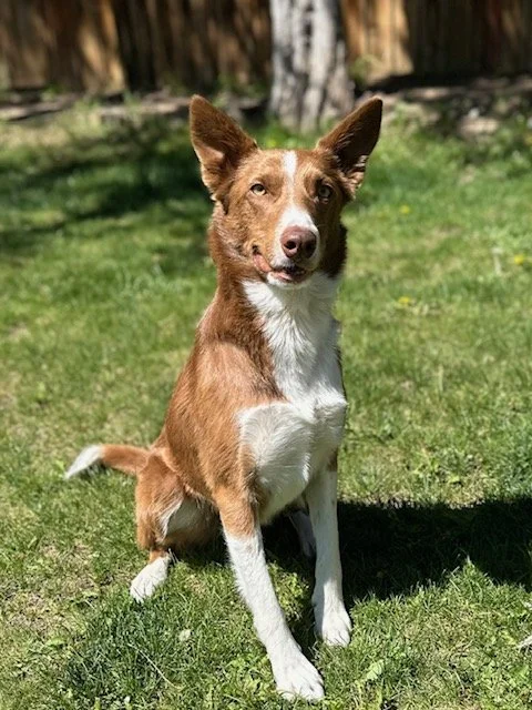Adopt — Western Border Collie Rescue