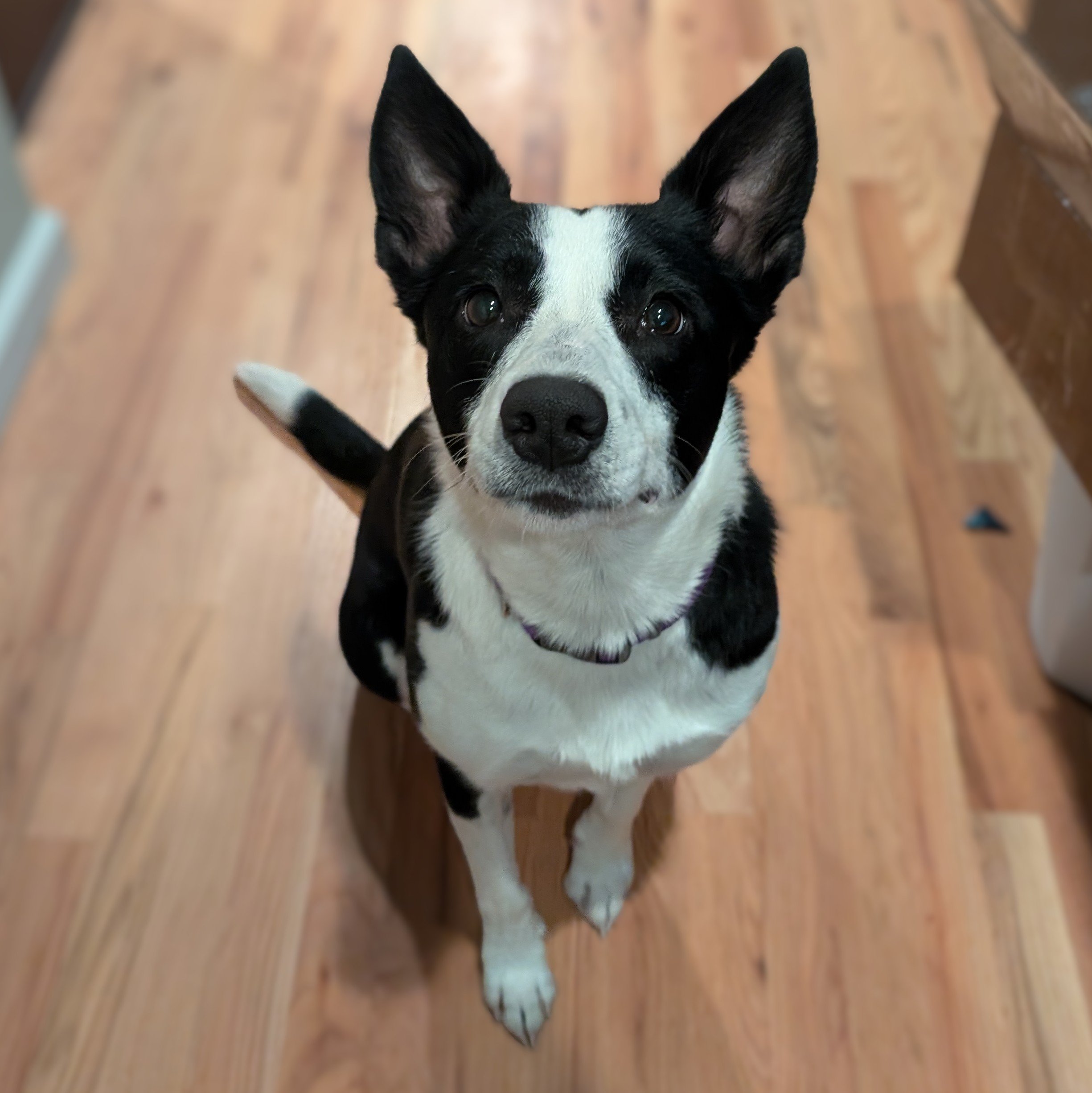 Adopt — Western Border Collie Rescue