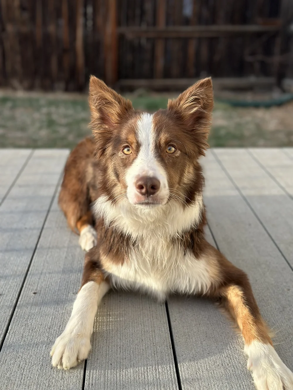 Western Border Collie Rescue