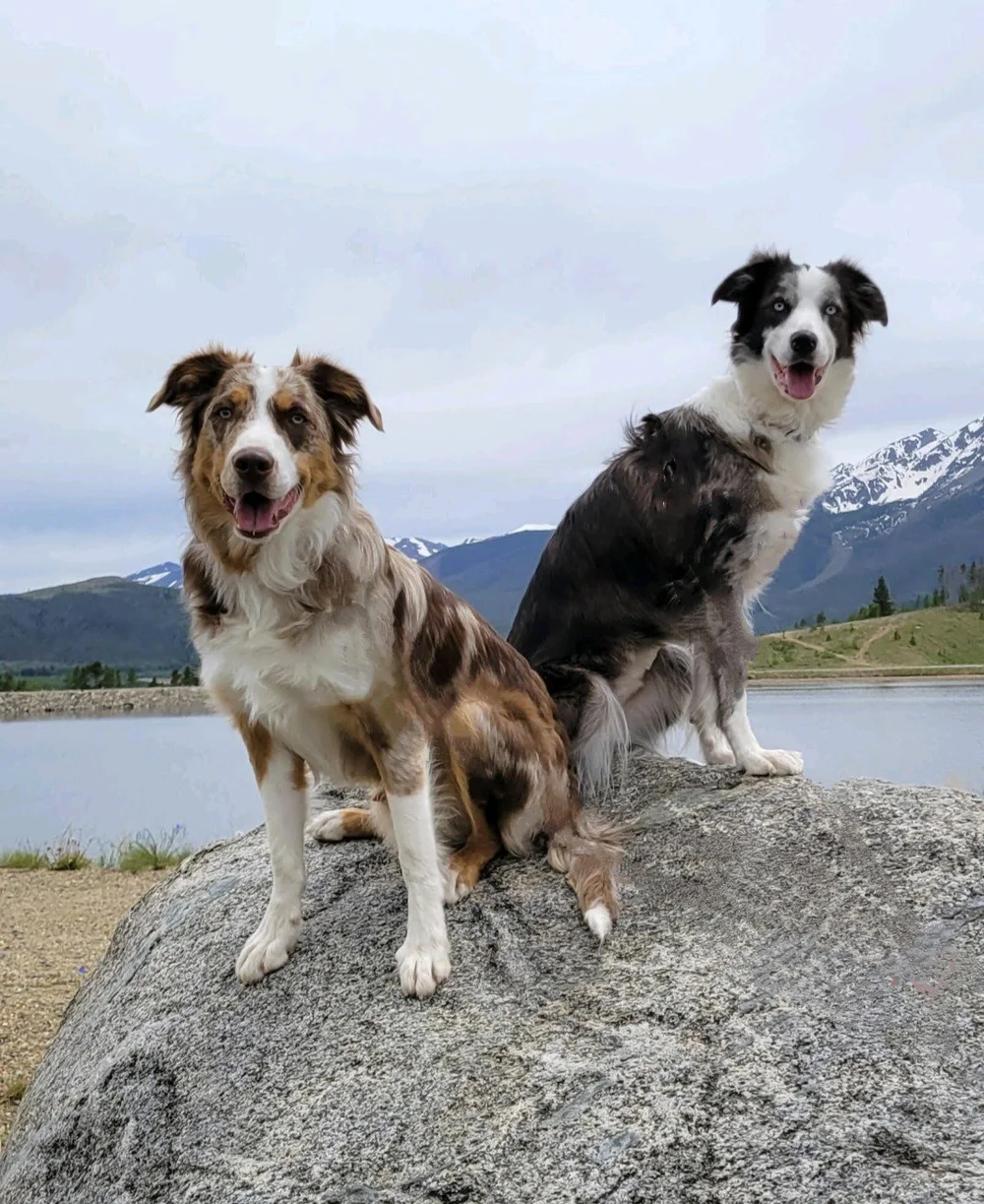 About BCs — Western Border Collie Rescue