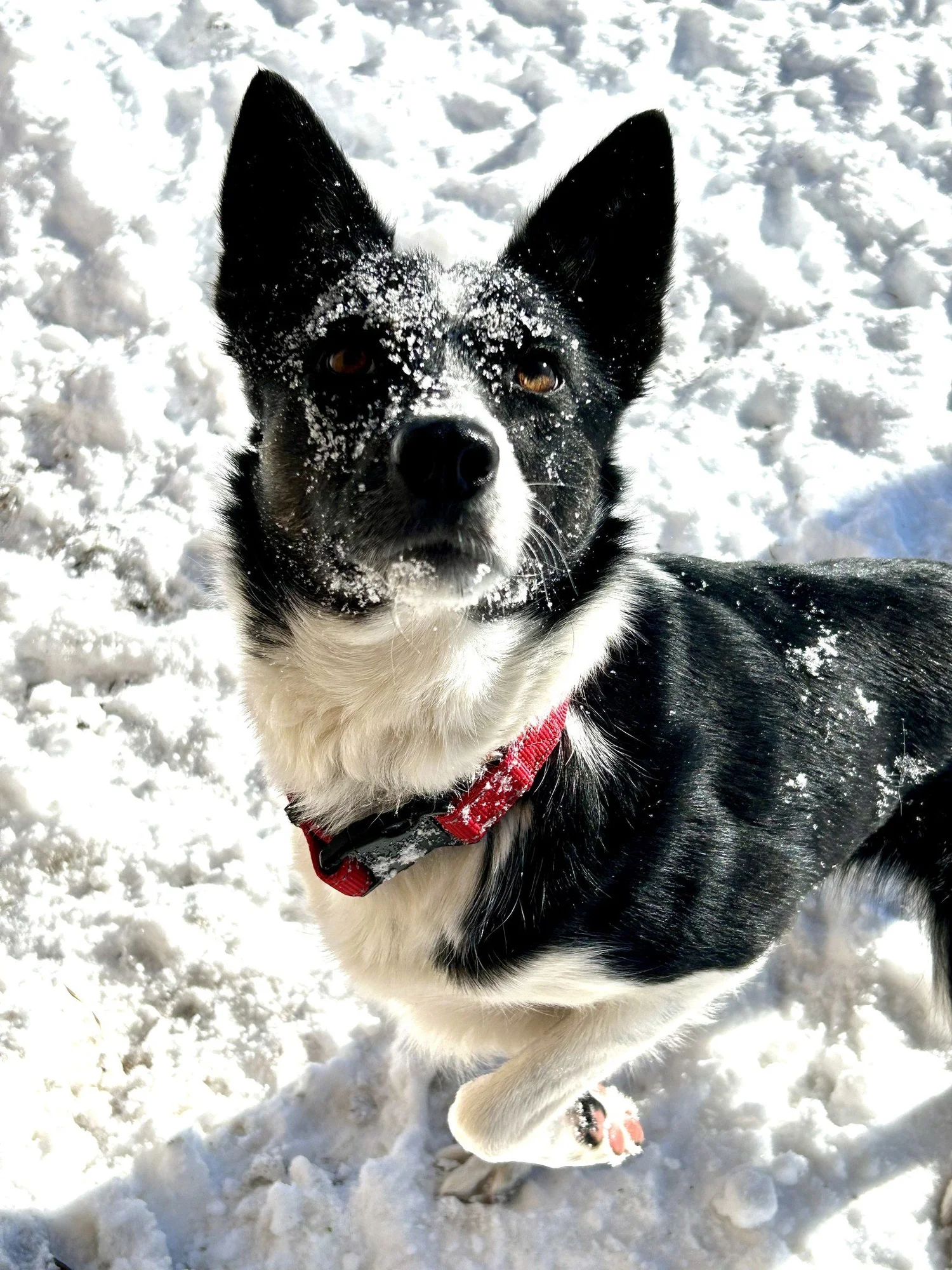 Adopt — Western Border Collie Rescue