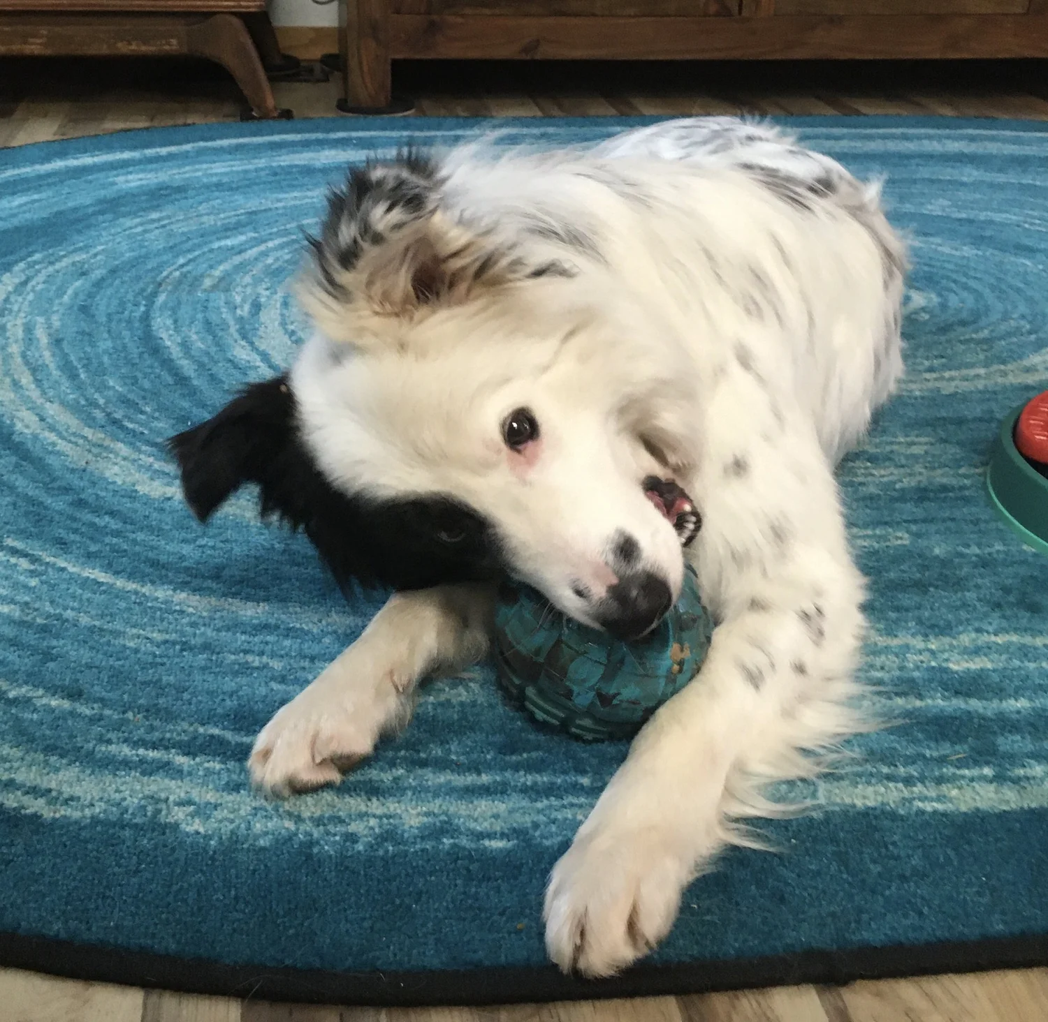 Adopt — Western Border Collie Rescue