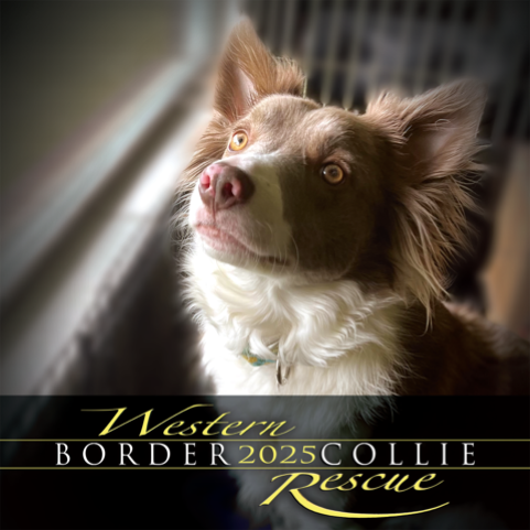 Western Border Collie Rescue
