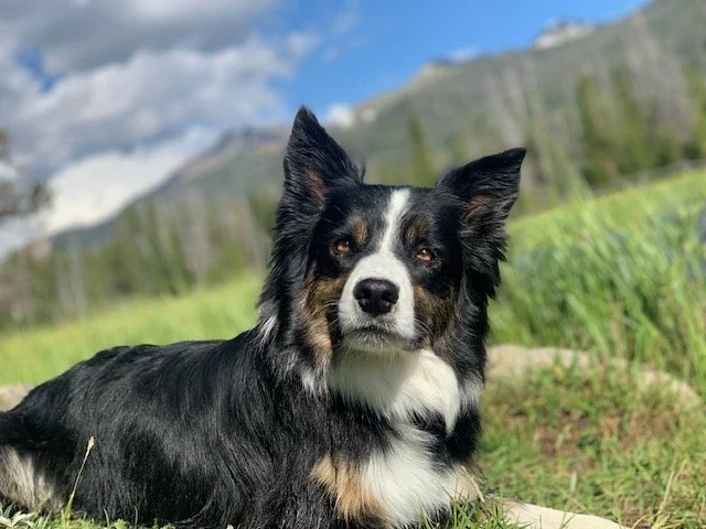 Western Border Collie Rescue