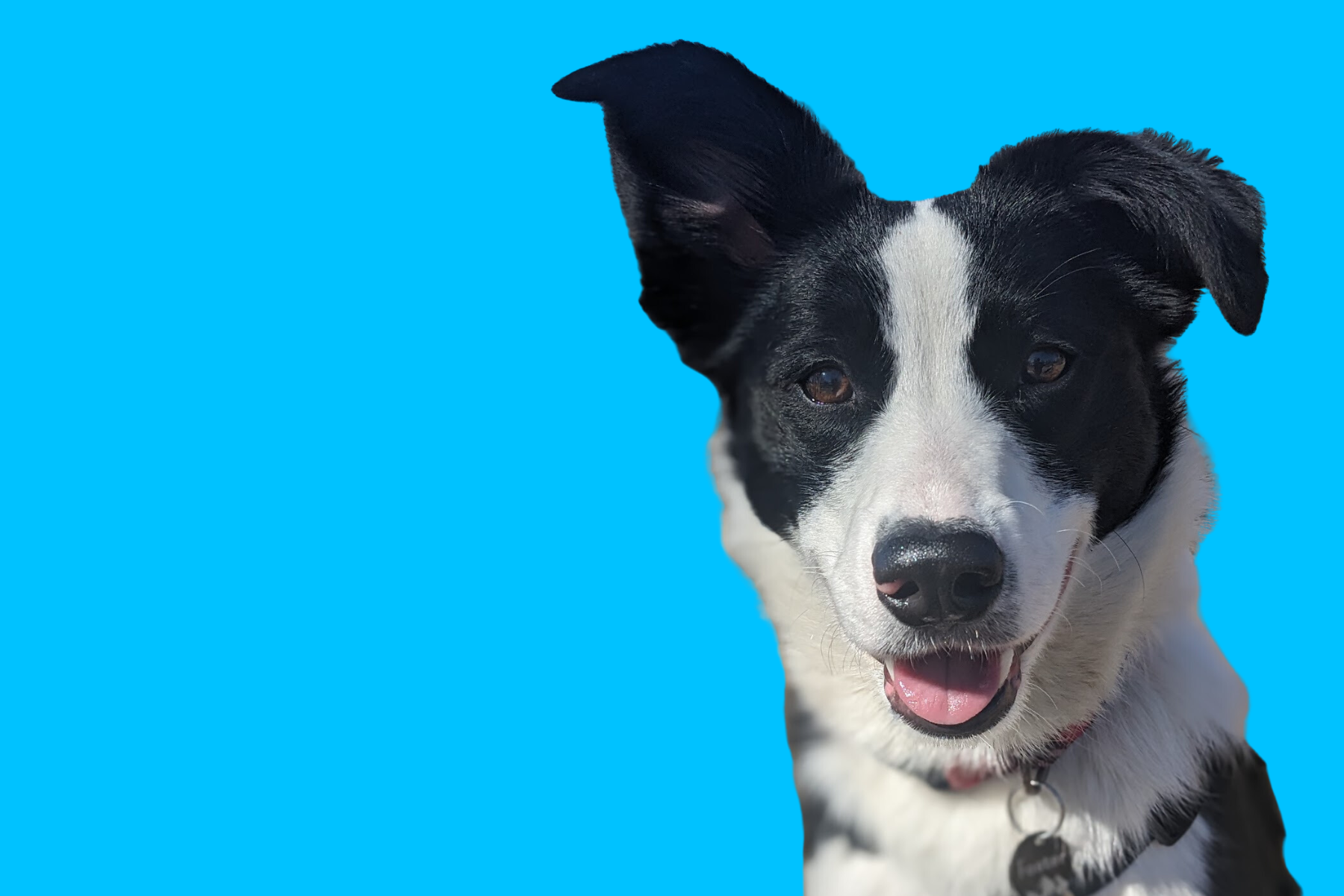 Adopt — Western Border Collie Rescue