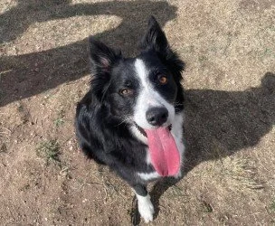 Adopt — Western Border Collie Rescue