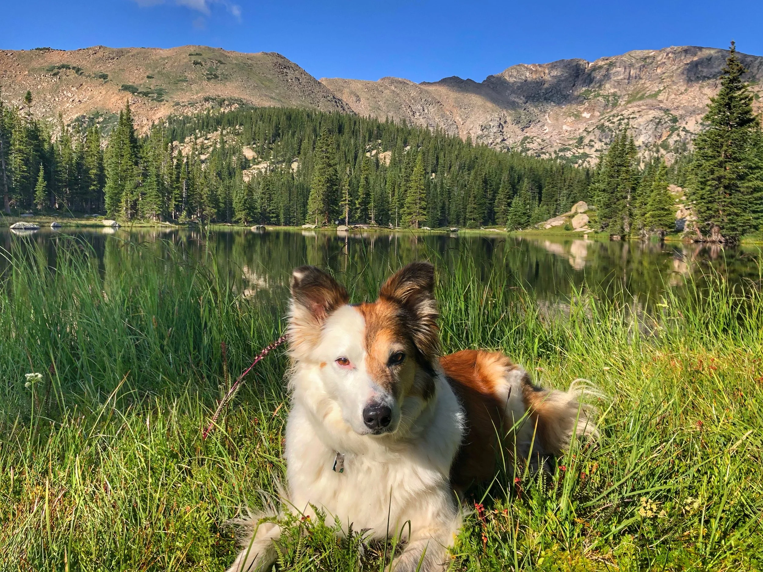 Western Border Collie Rescue