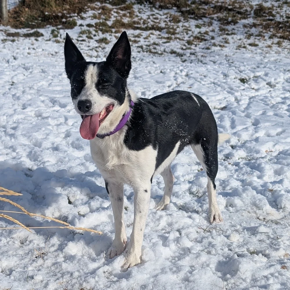 Adopt — Western Border Collie Rescue