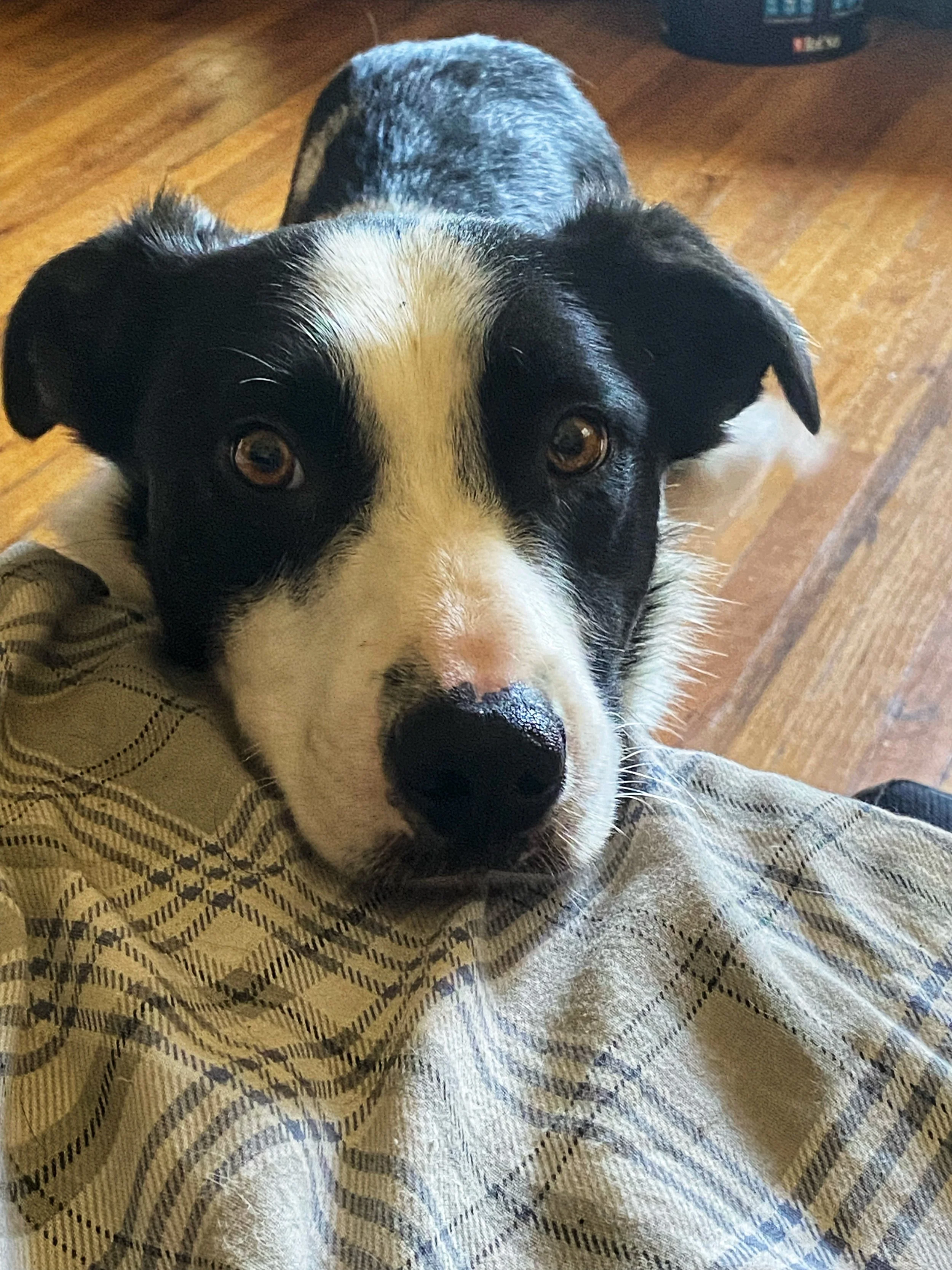 Adopt — Western Border Collie Rescue
