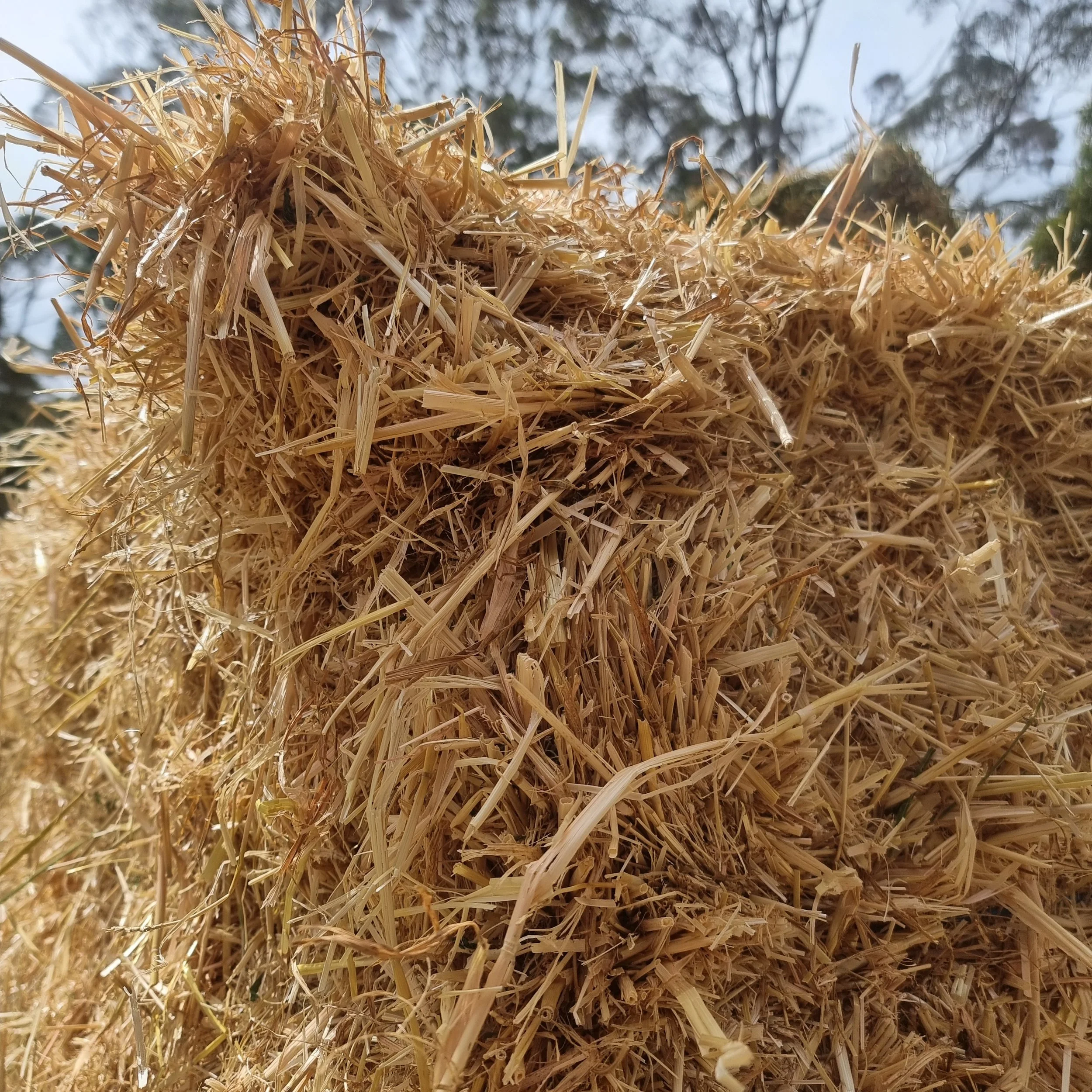 Top quality Barley Straw, super soft and clean. — Tasman Feed ...