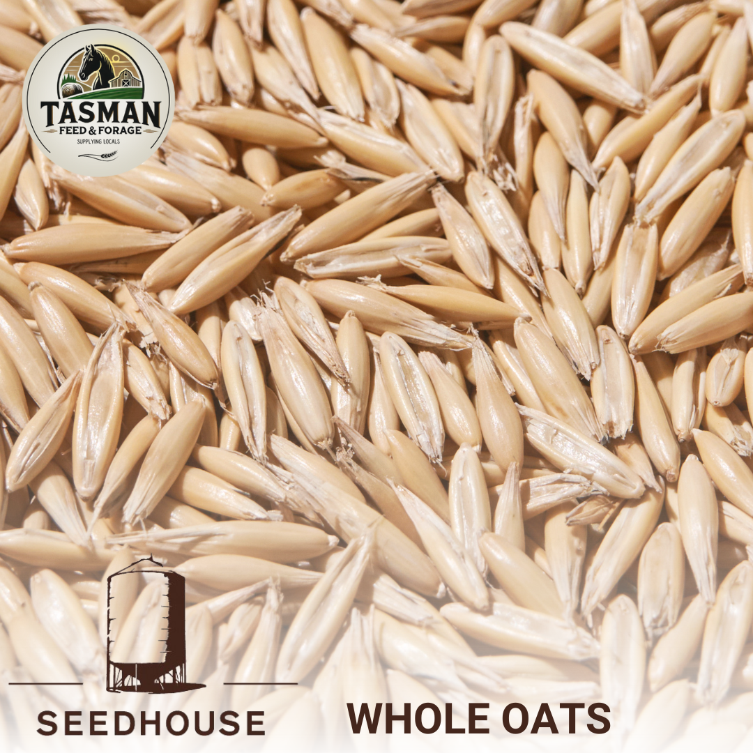 Seedhouse Whole Oats — Tasman Feed & ForageTasman Feed and Forage