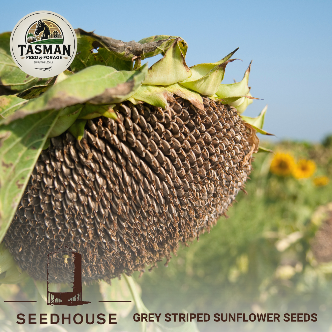 Seedhouse Linseeds -Seedhouse Flaxseeds — Tasman Feed & ForageTasman ...