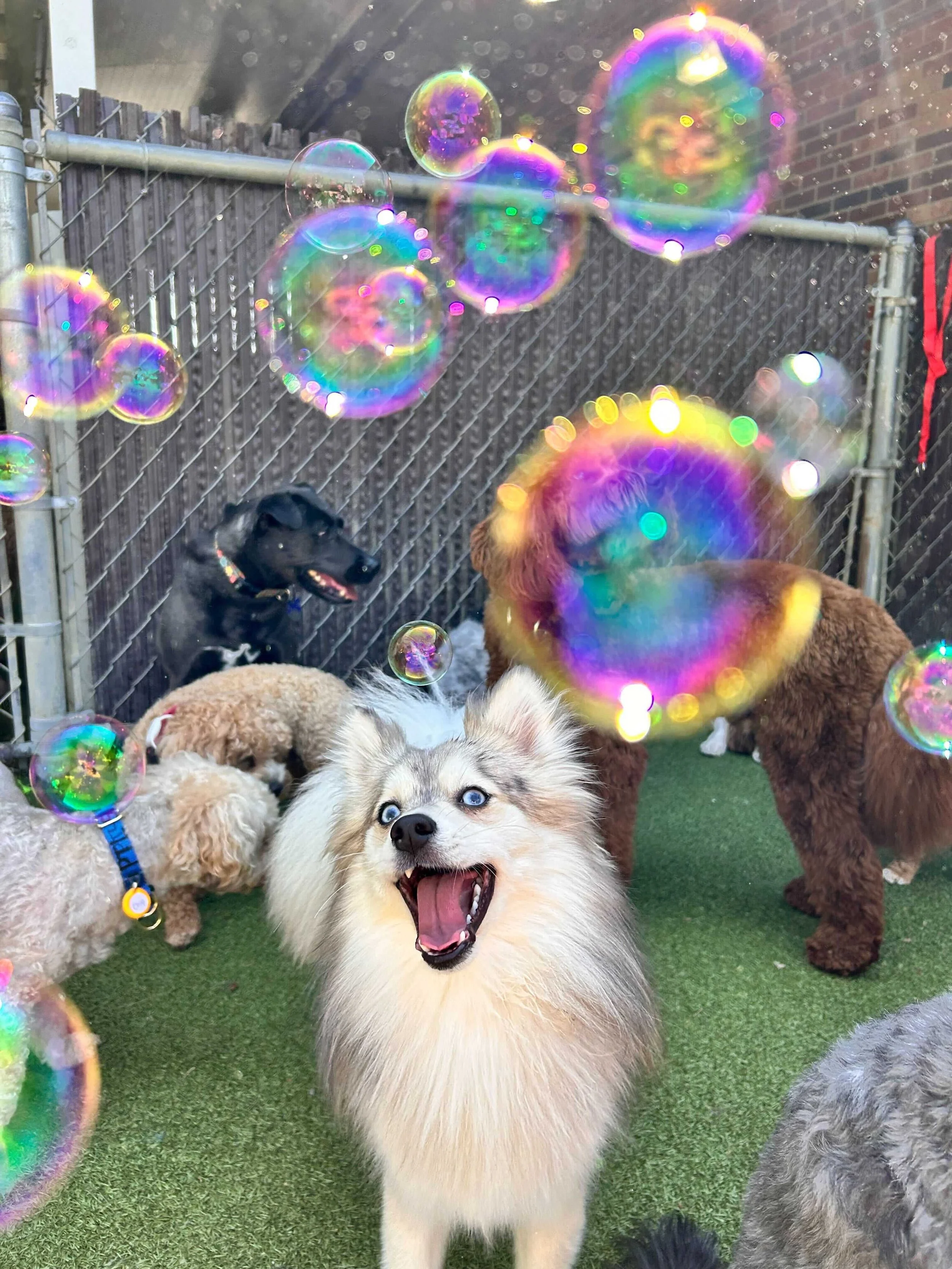 The Hero Dogs of 9/11: Remembering Our Four-Legged First Responders ...