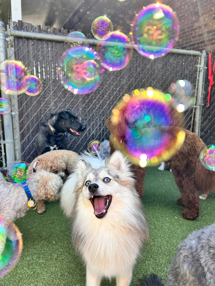 Upper Arlington — Puptown Lounge Daycare | Boarding | Grooming