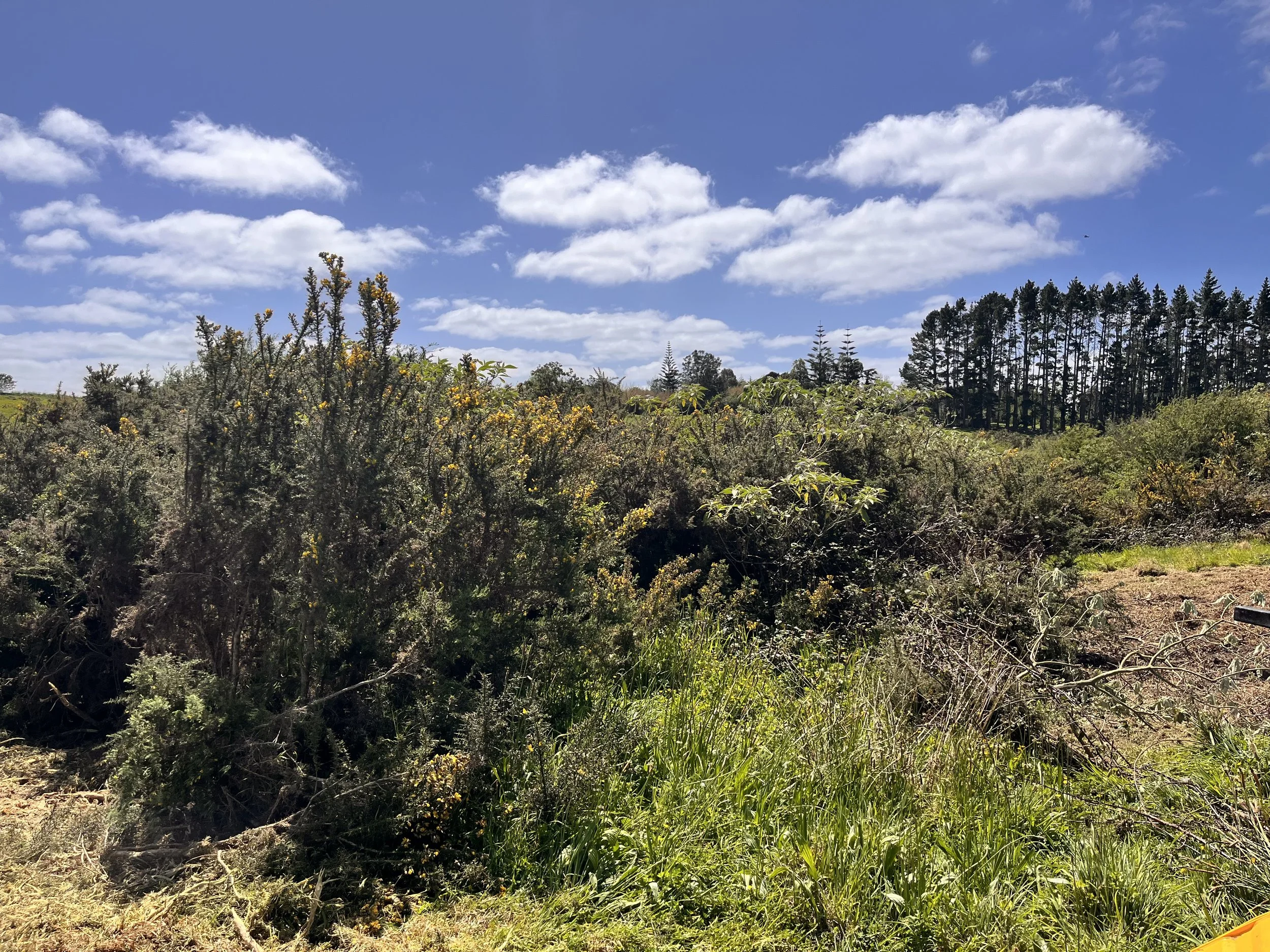 Land Clearing Services North Island — GRazer NZ - Mulching and Land ...