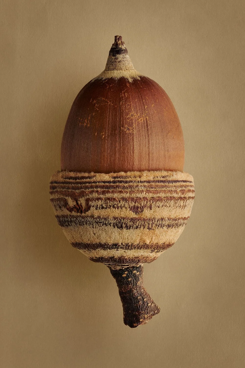 The Hidden Beauty of Seed & Fruits — LEVON BISS