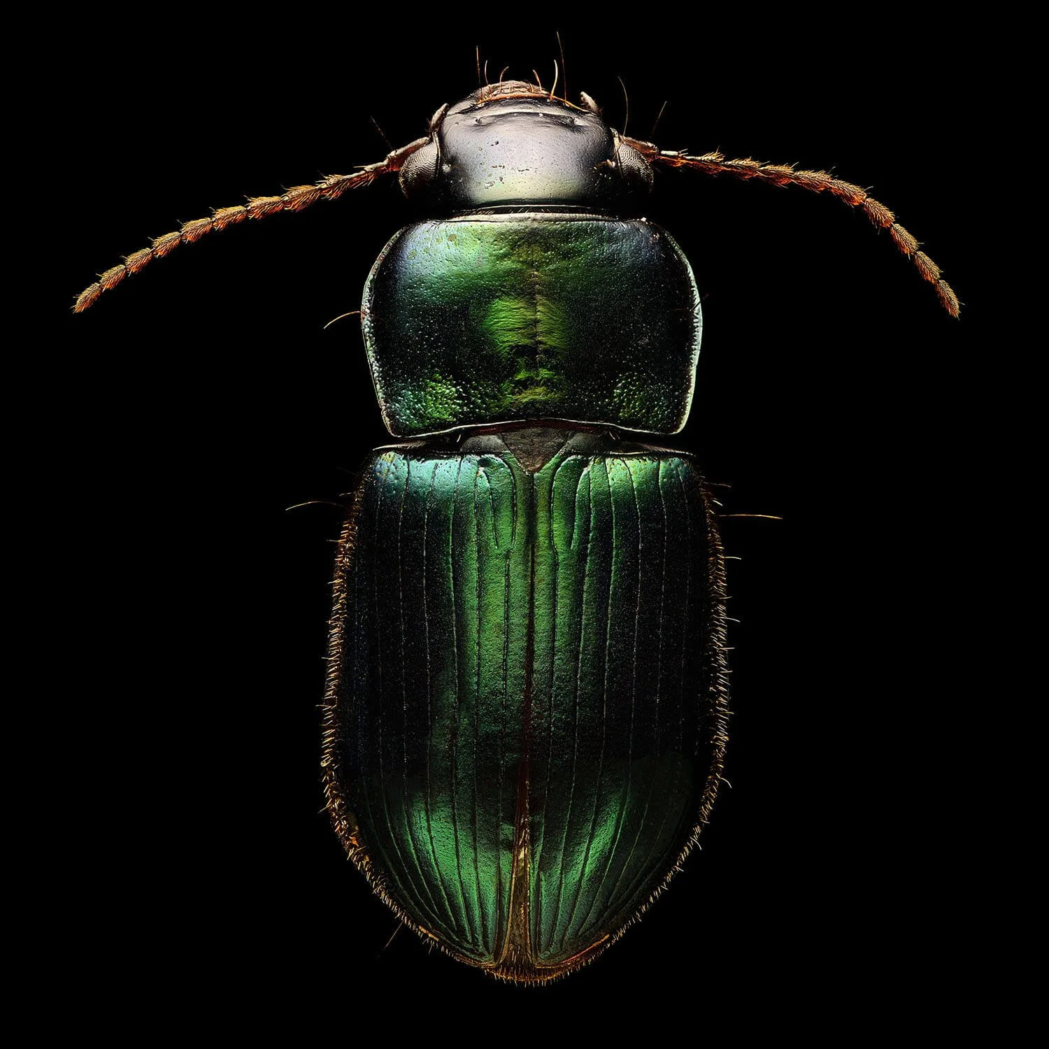 Microsculpture — LEVON BISS