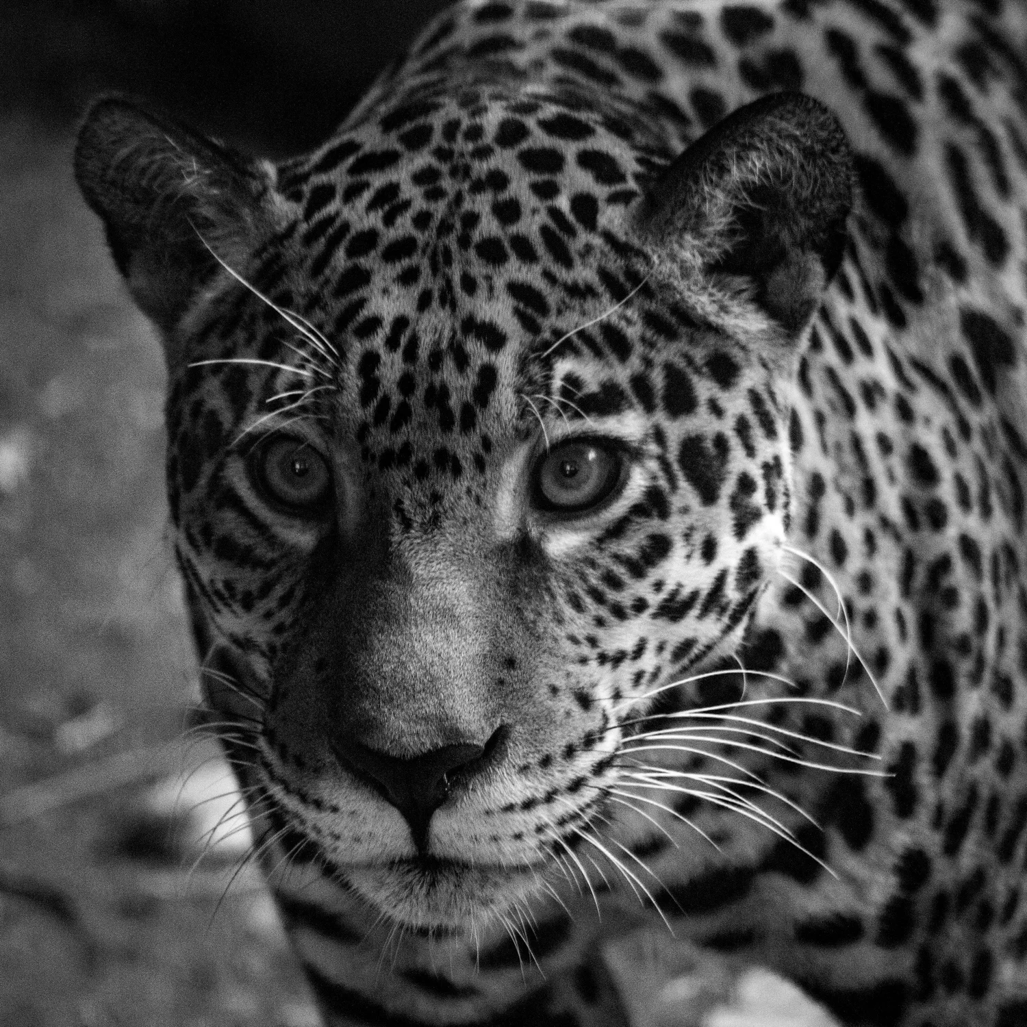 JAGUAR MOON